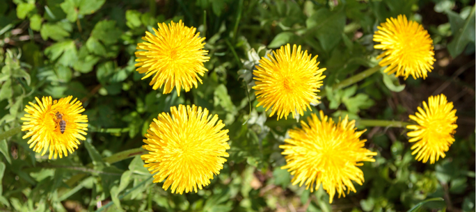 Maskrosen - Hälsoväxt och mat - Bodystore.com